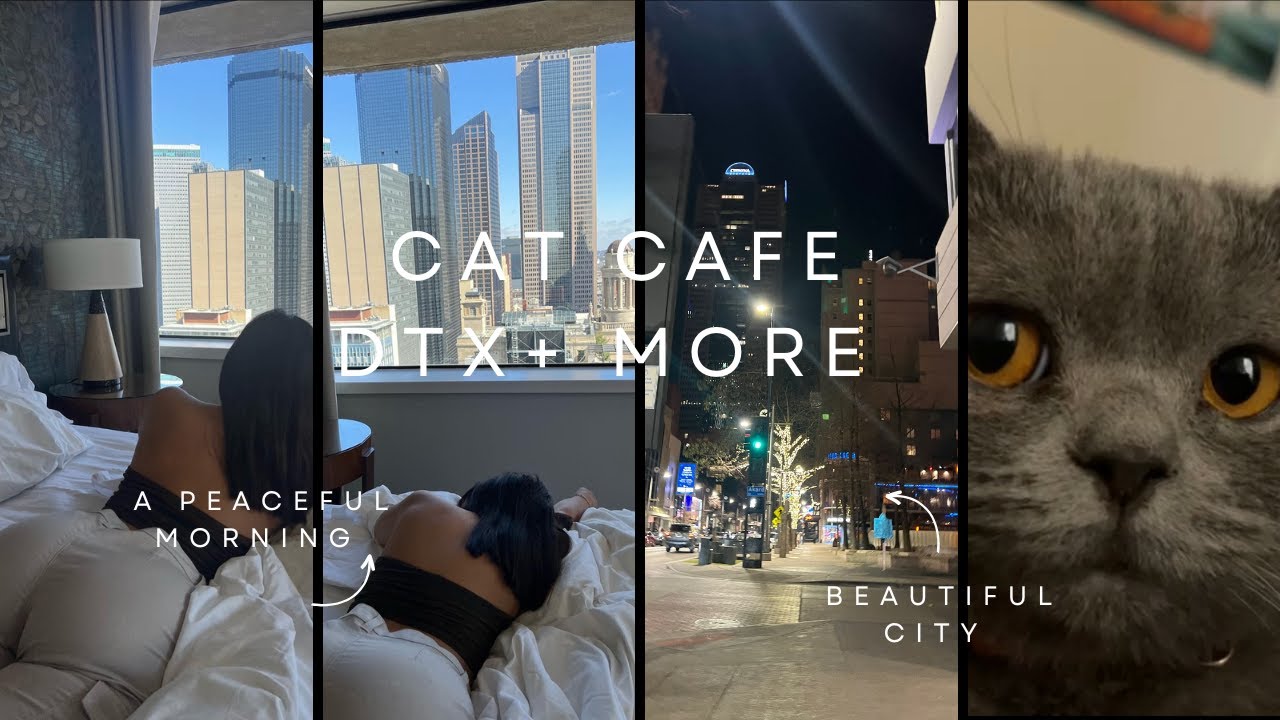 We went to a Cat Cafe In Dallas - YouTube