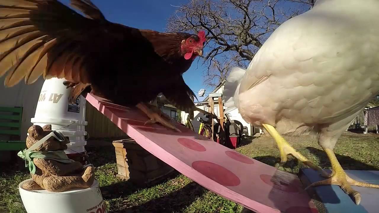 REAL CHICKENS, REAL AWESOME! - YouTube
