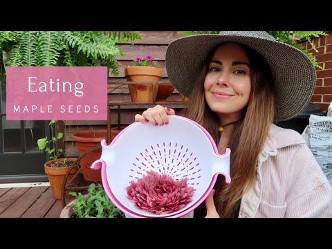 How To Cook Maple Seeds