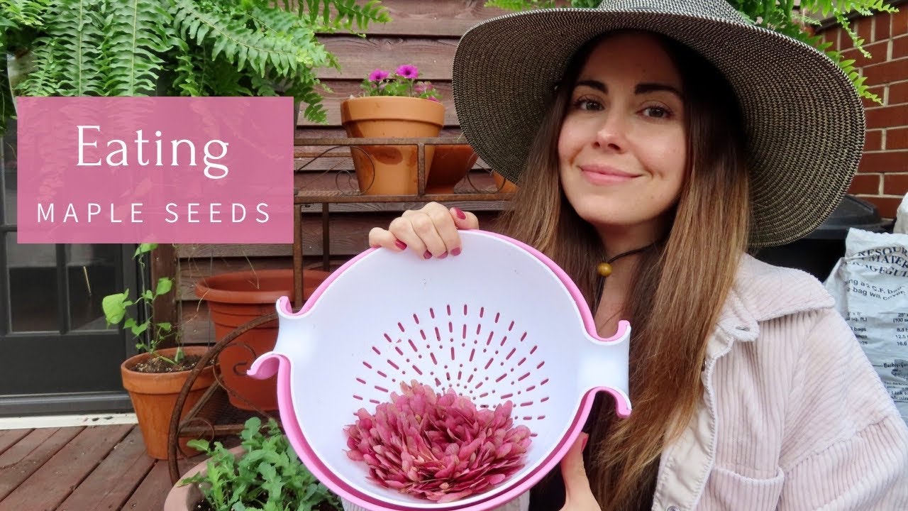 Maple Seedlings Everywhere