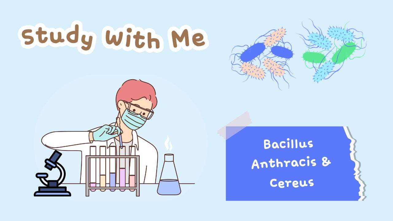 2.0 Bacillus Anthracis | Gram Positive Bacilli | Special Bacteriology ...