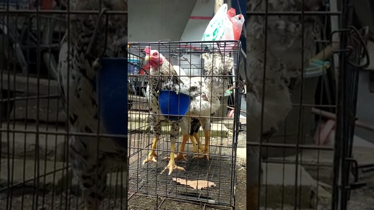 BIG ROOSTERS - YouTube