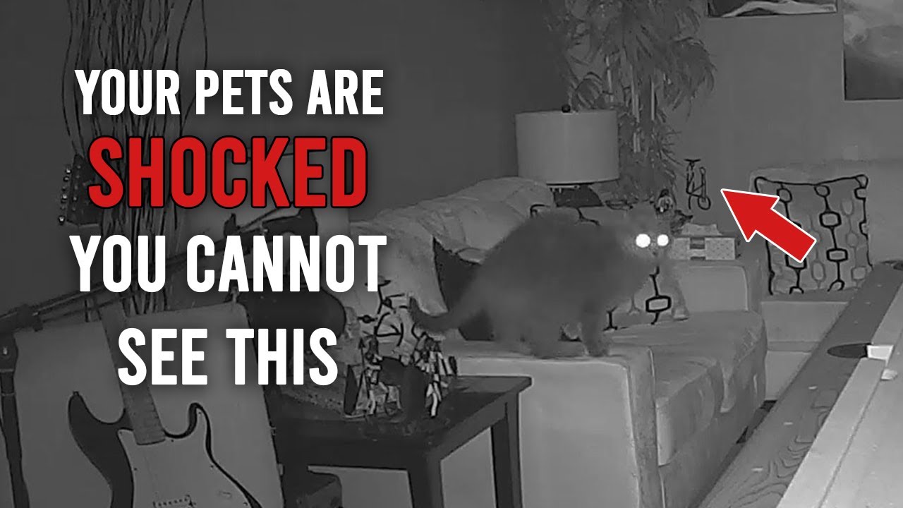 Paranormal Activities Around Pets Caught on Camera - YouTube