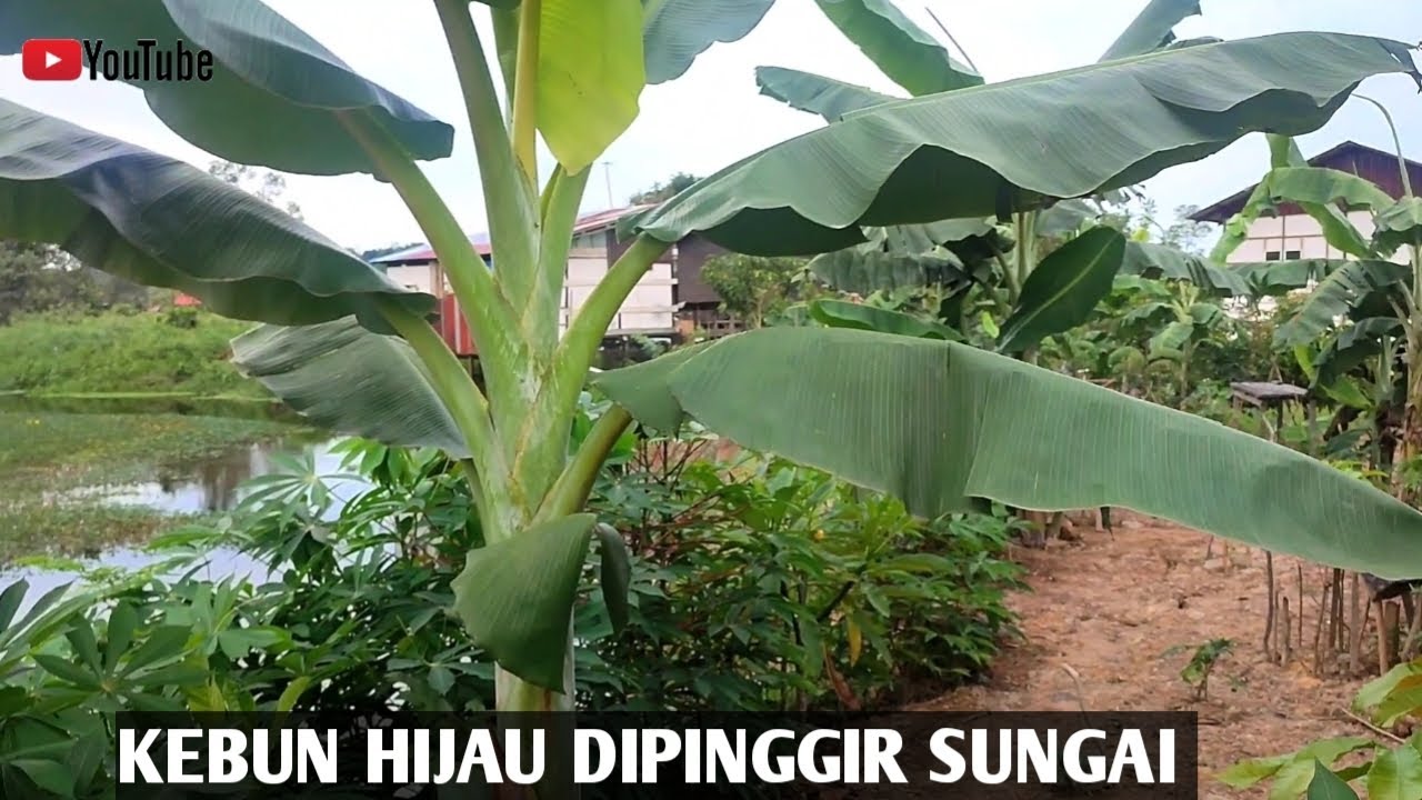 Kebun hijau dipinggir sungai - YouTube