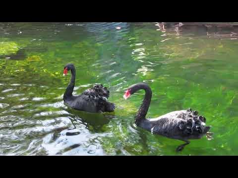 Zoo Granby : cygnes noir / Granby zoo : black swans - YouTube