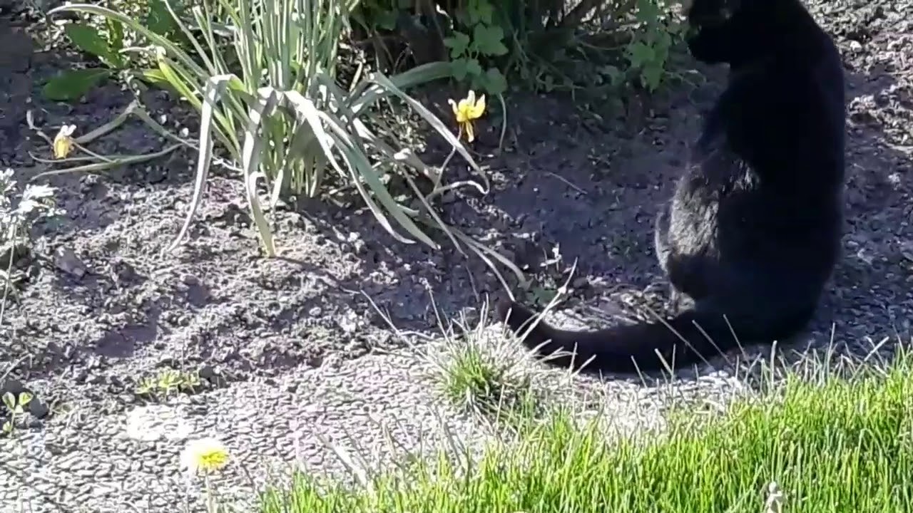 Tabsi genießt den Frühling - YouTube