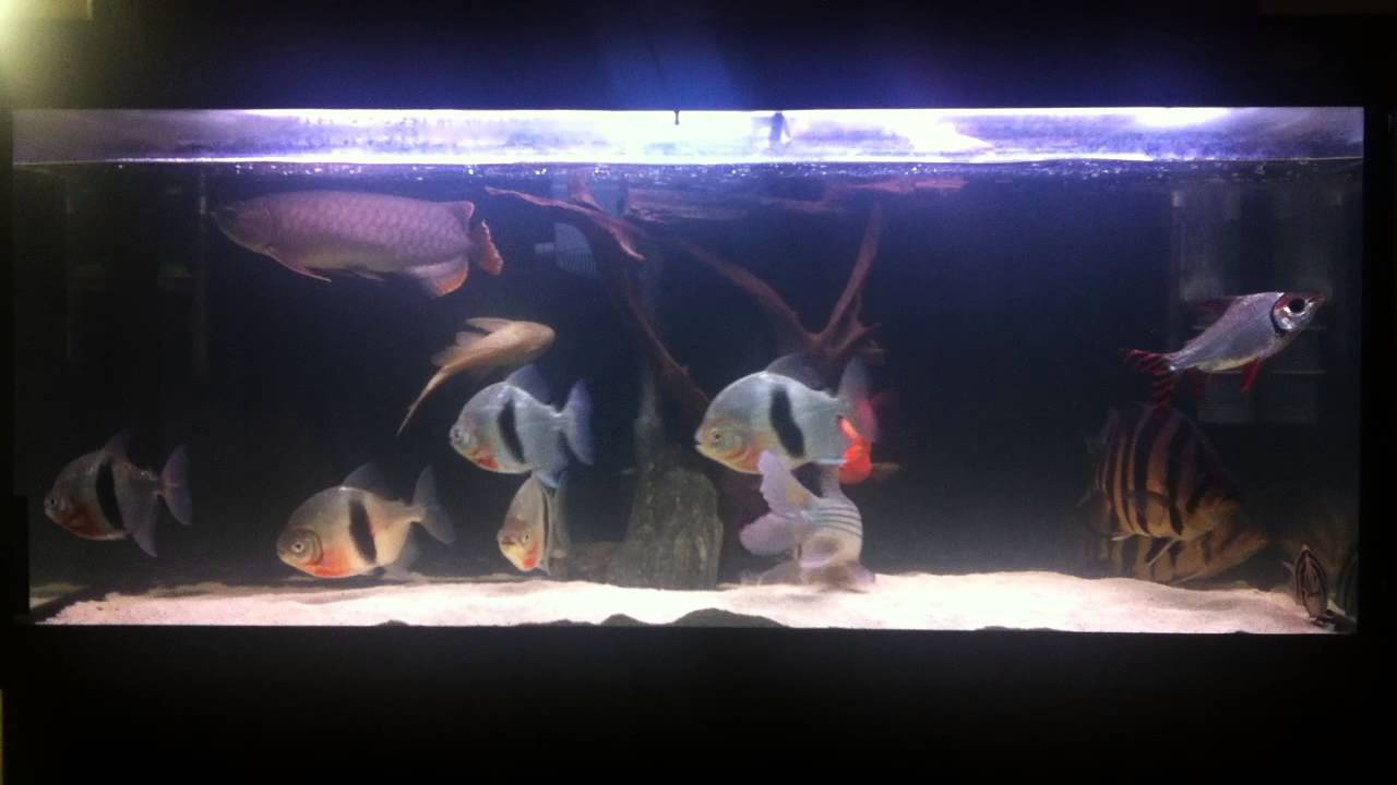 Korea FISH TANK - YouTube