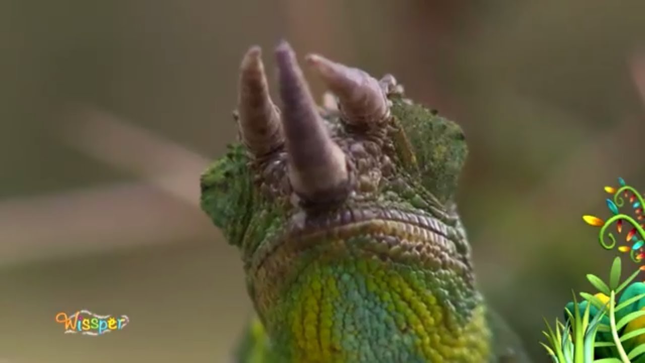 Wissper Animal Wonders - Look Closely- made 4 kids TV - YouTube