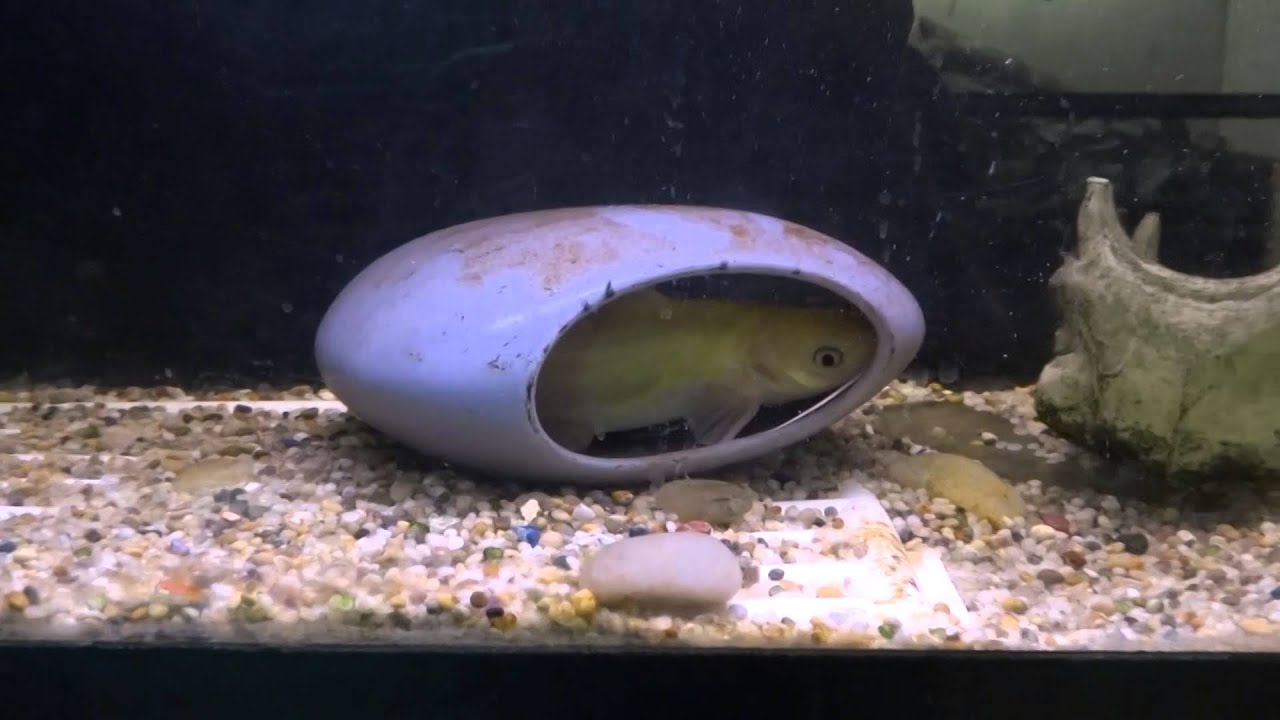 GOLD CHANNEL CATFISH - YouTube