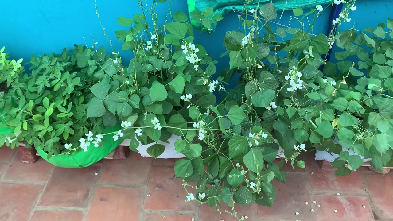 Terrace garden in Tamil - avarakkai - seeni avarakkai - YouTube