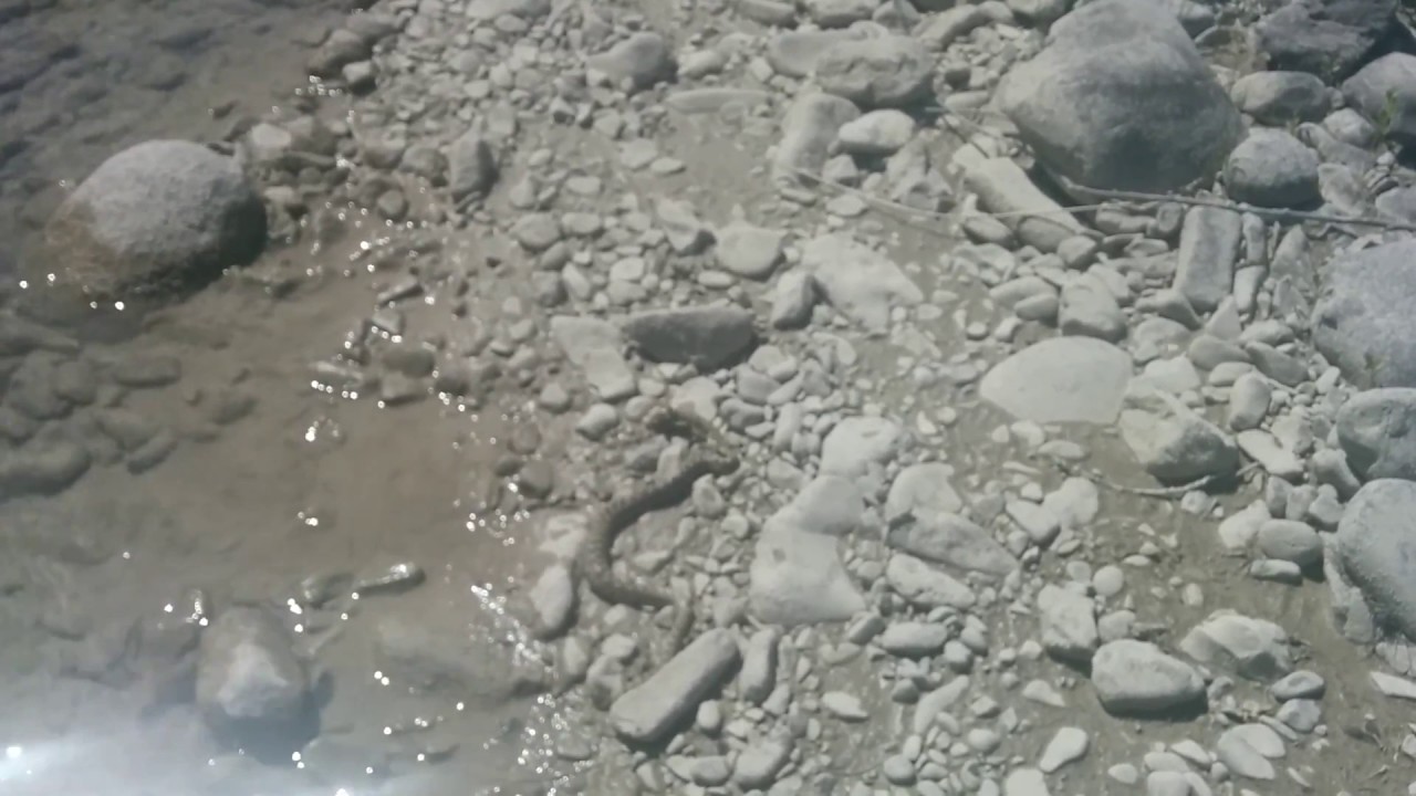 Angler Snake 1 - YouTube