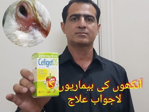 pigeon eye disease treatment with Cefiget DS Sultan Sroya By Orignal ...