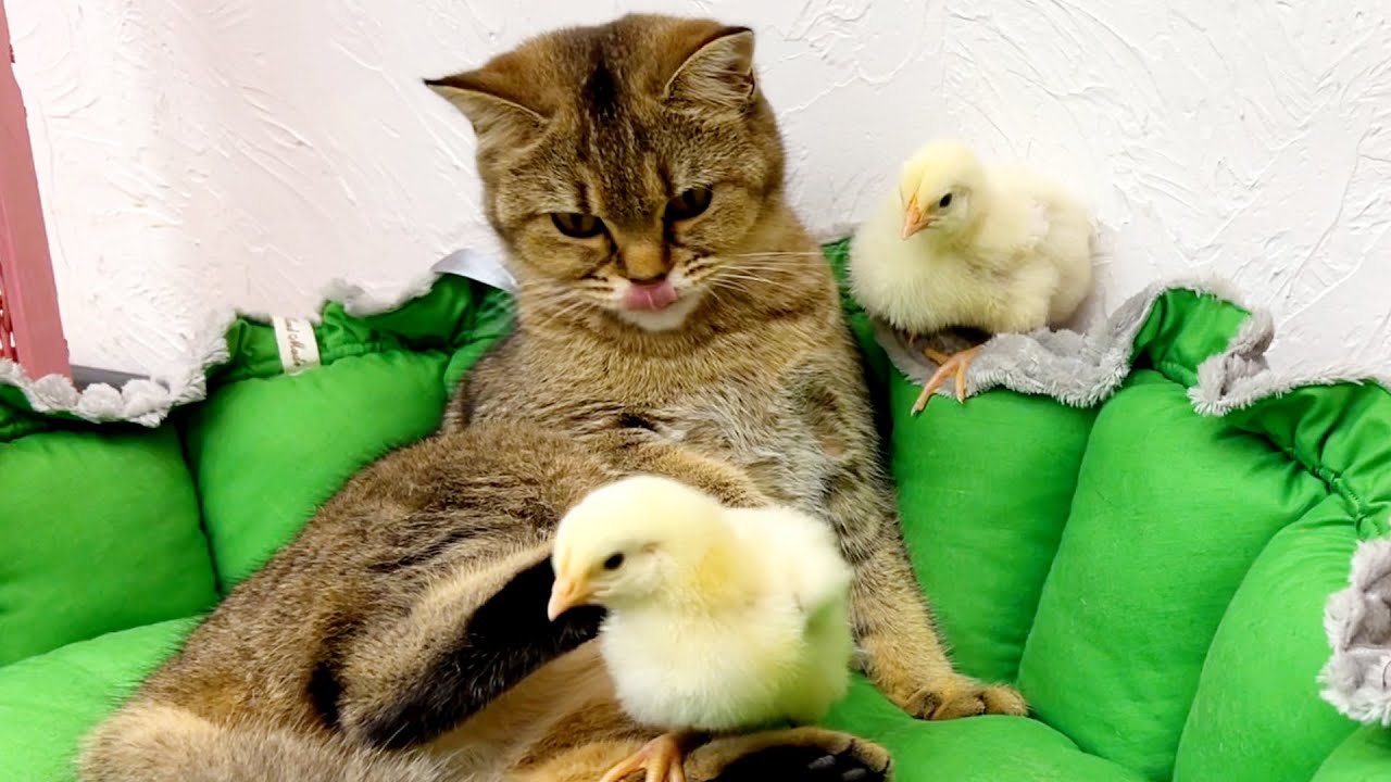 Mother cat Basi got tired of looking after baby chicks and gave them ...