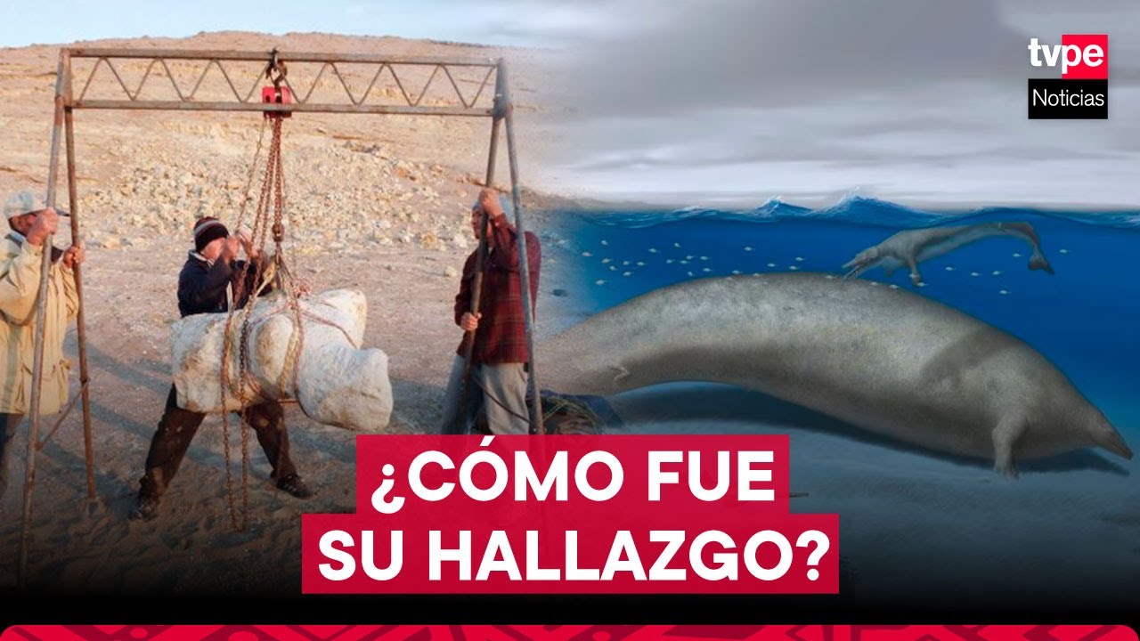 Perucetus Colossus: ¿cómo fue el hallazgo del animal más pesado de la ...