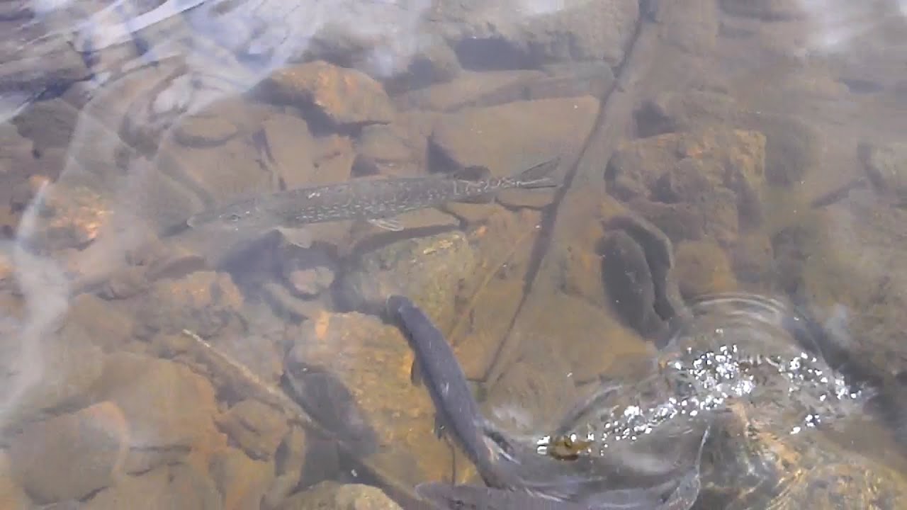 Northern Pike Spawning - YouTube
