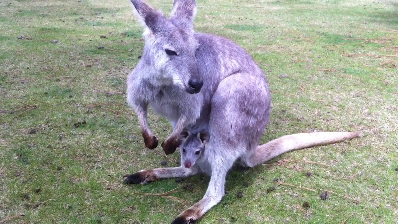 Mom and Baby Roo - YouTube