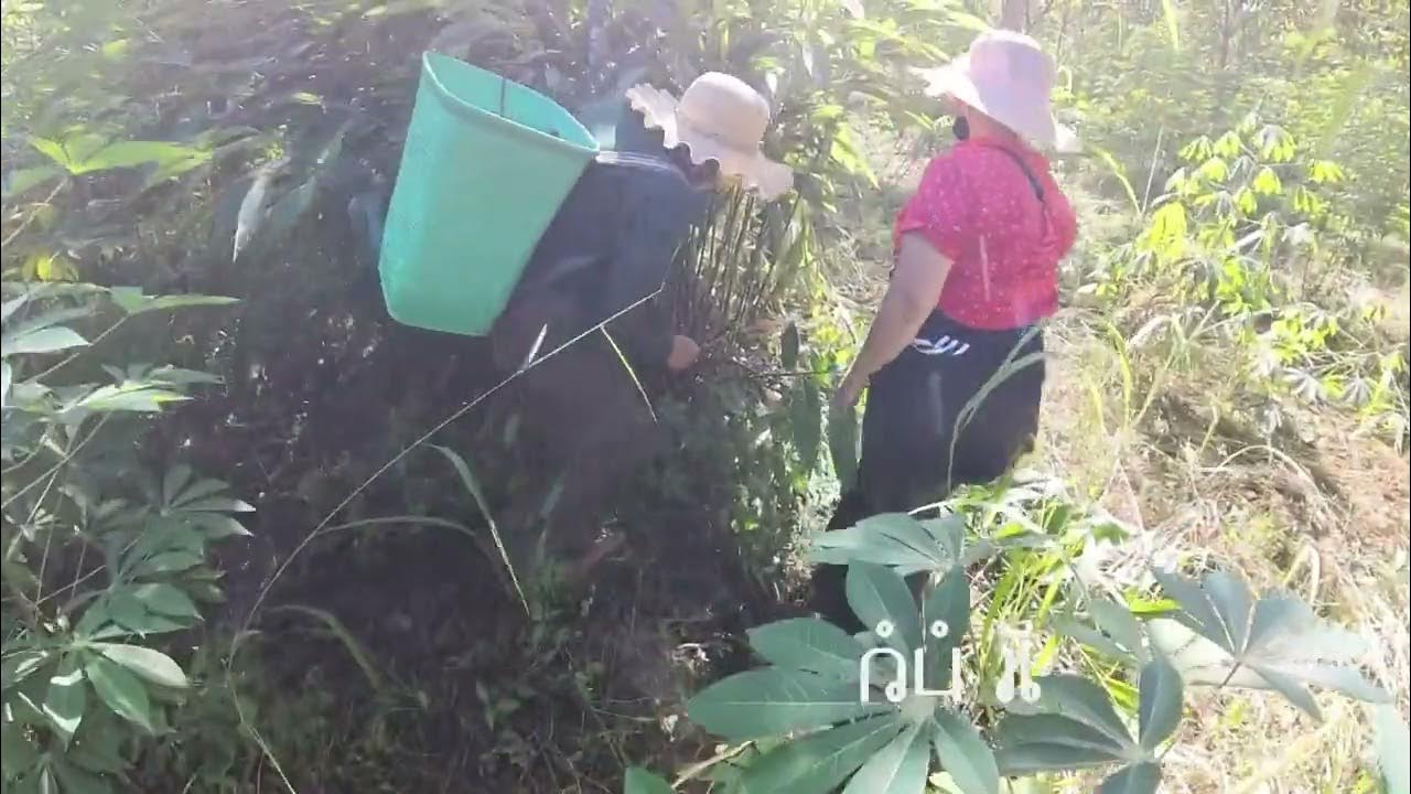 Wb Mus Saib Ntoo Yas - YouTube