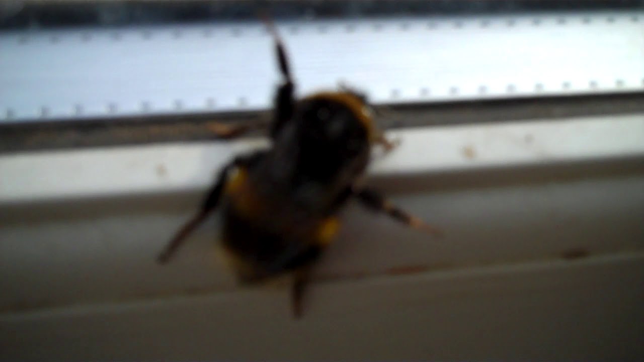 Biggest bumble bee I've ever seen. - YouTube