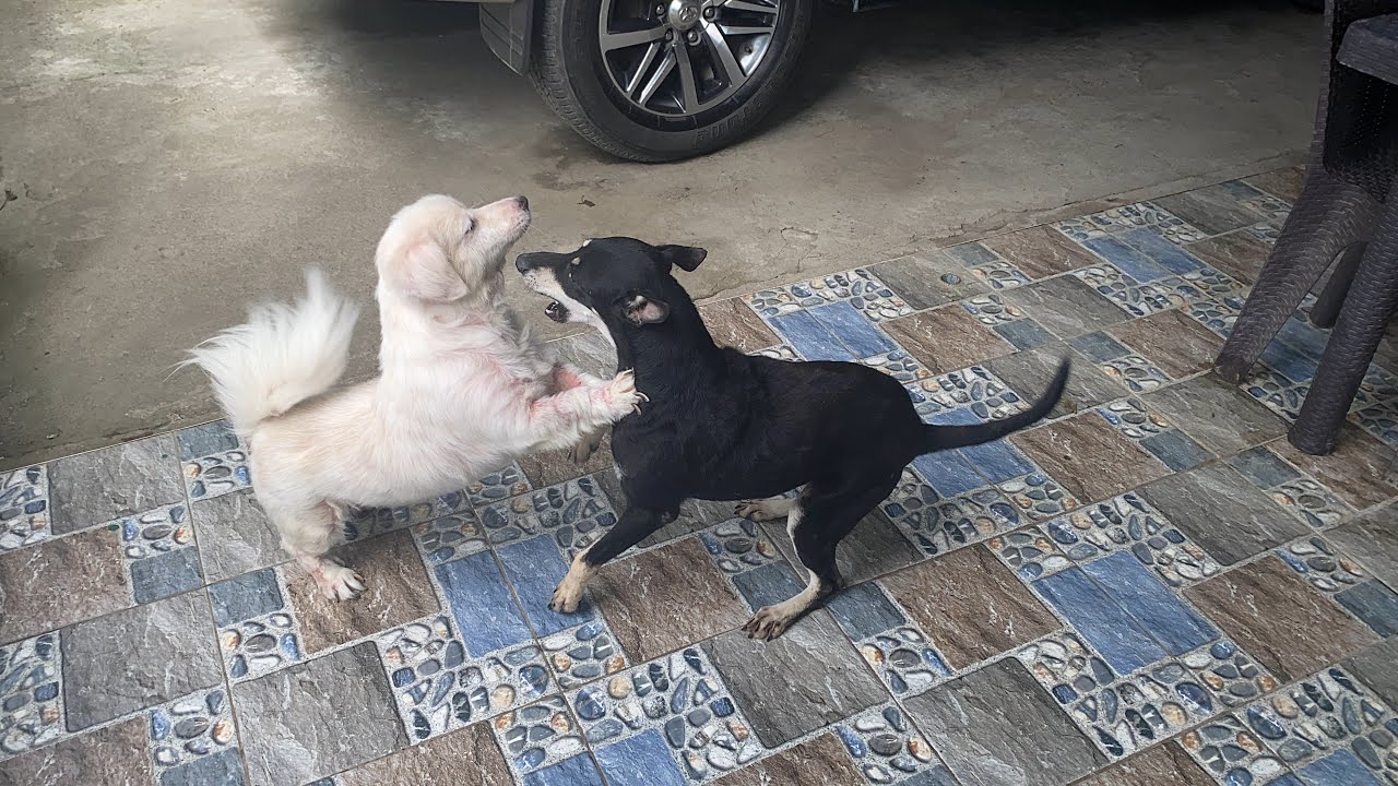 Japanese Spitz Maltese Chie x Askal Pep | February4, 2023 - YouTube