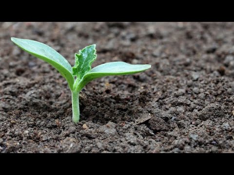 BOTTLE GOURD( lauki ) @Fleshy_Co #bottlegourd,#shortvideo #viral ...