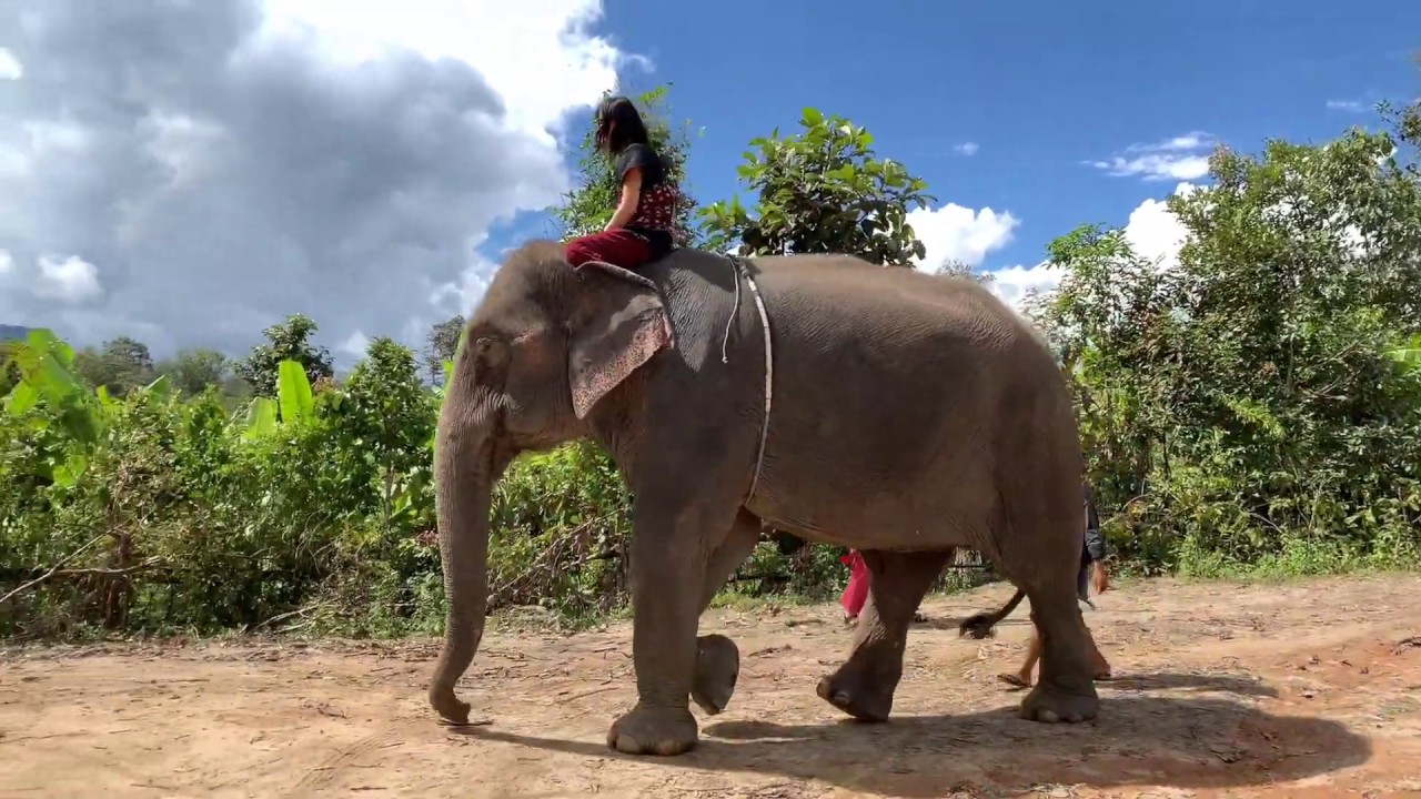 A Day with the Karen Tribe Native Elephants, near Chiang Mai, Northern ...