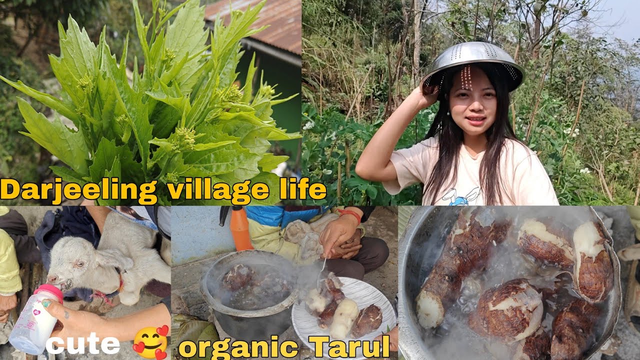 Organic tarul'sag sabji||Darjeeling village cooking@dpphoobsring3156 ...