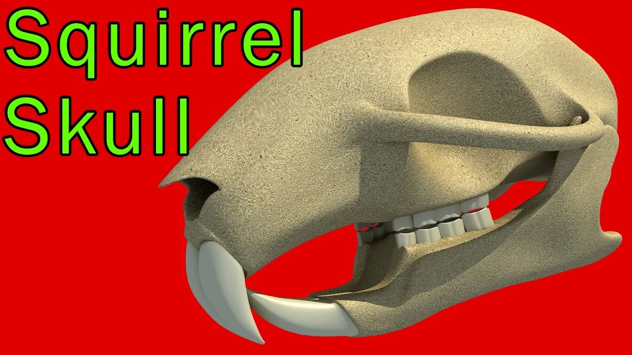 Squirrel Skull - YouTube