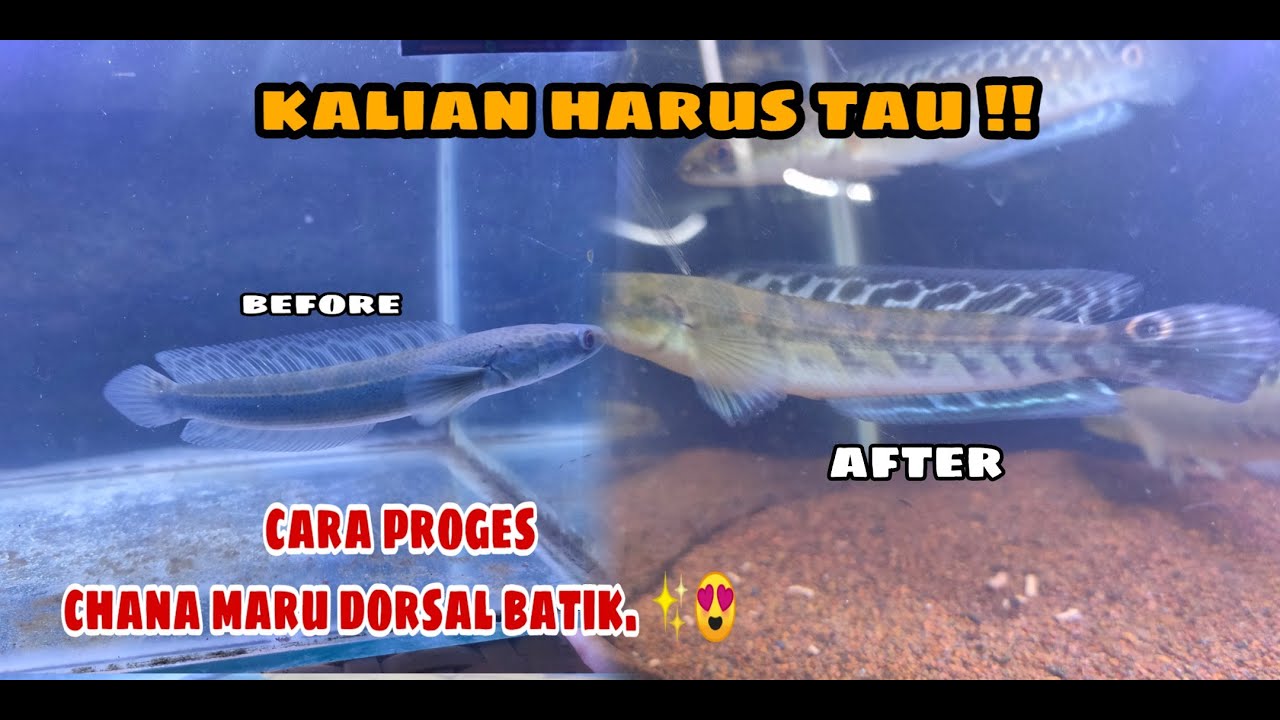Cara proges channa maru dorsal batik 🐠⚽ kalian harus tau ini 🐠 - YouTube