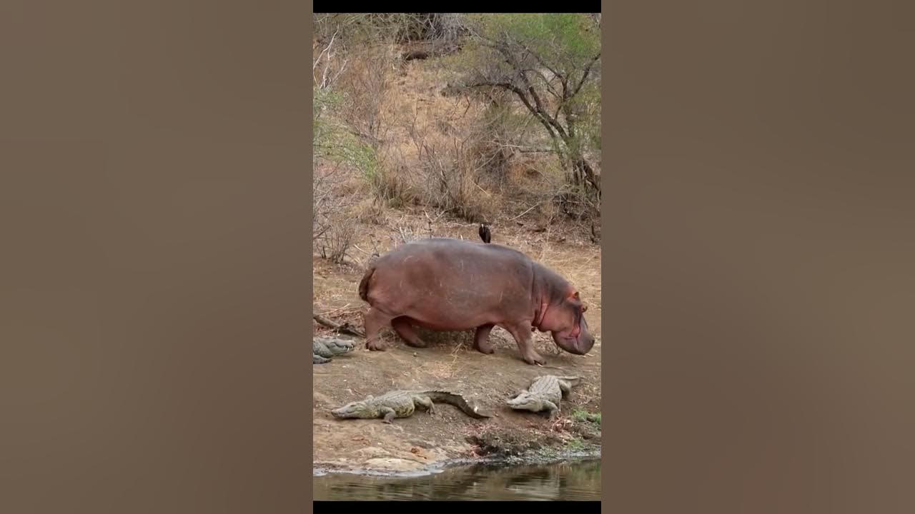 Hipopótamo VS Cocodrilos - YouTube