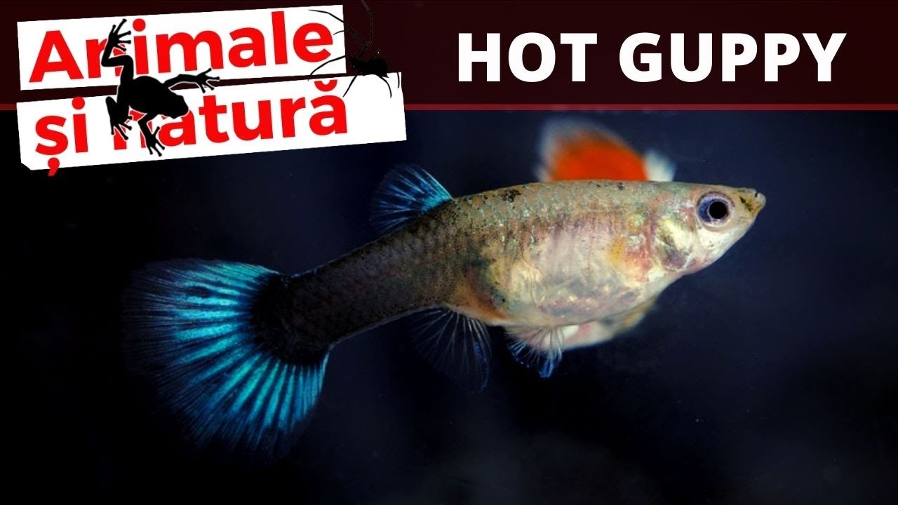 Tot ce trebuie sa stii despre cresterea si inmultirea pestilor guppy ...