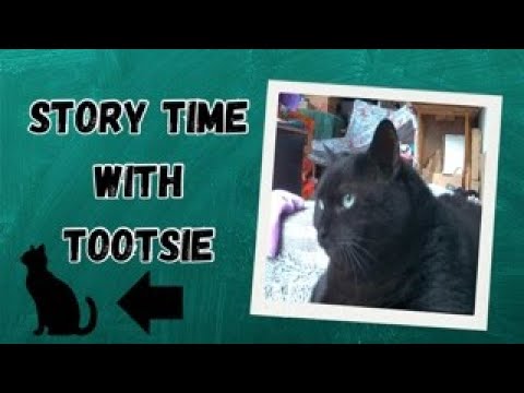 1577) Story Time with Tootsie neighbor cat - YouTube