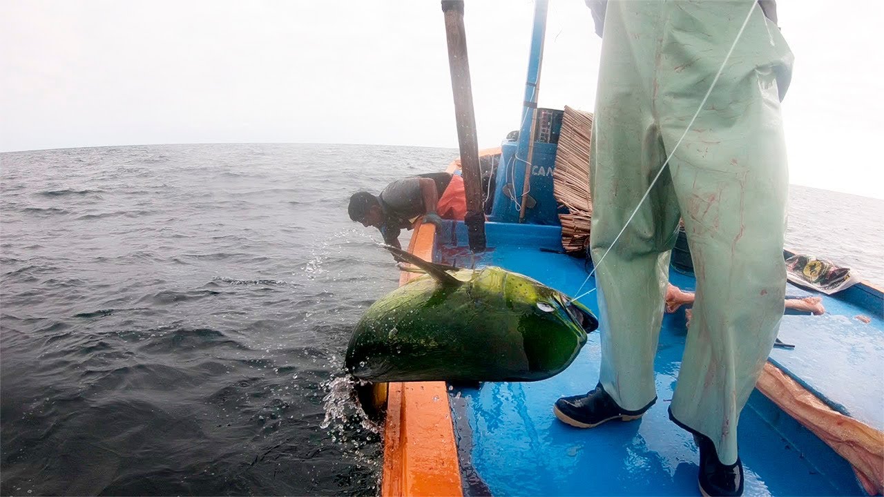 #PESCA de Perico o Mahi Mahi y un #Tiburón Azul - dolphinfish fishing ...