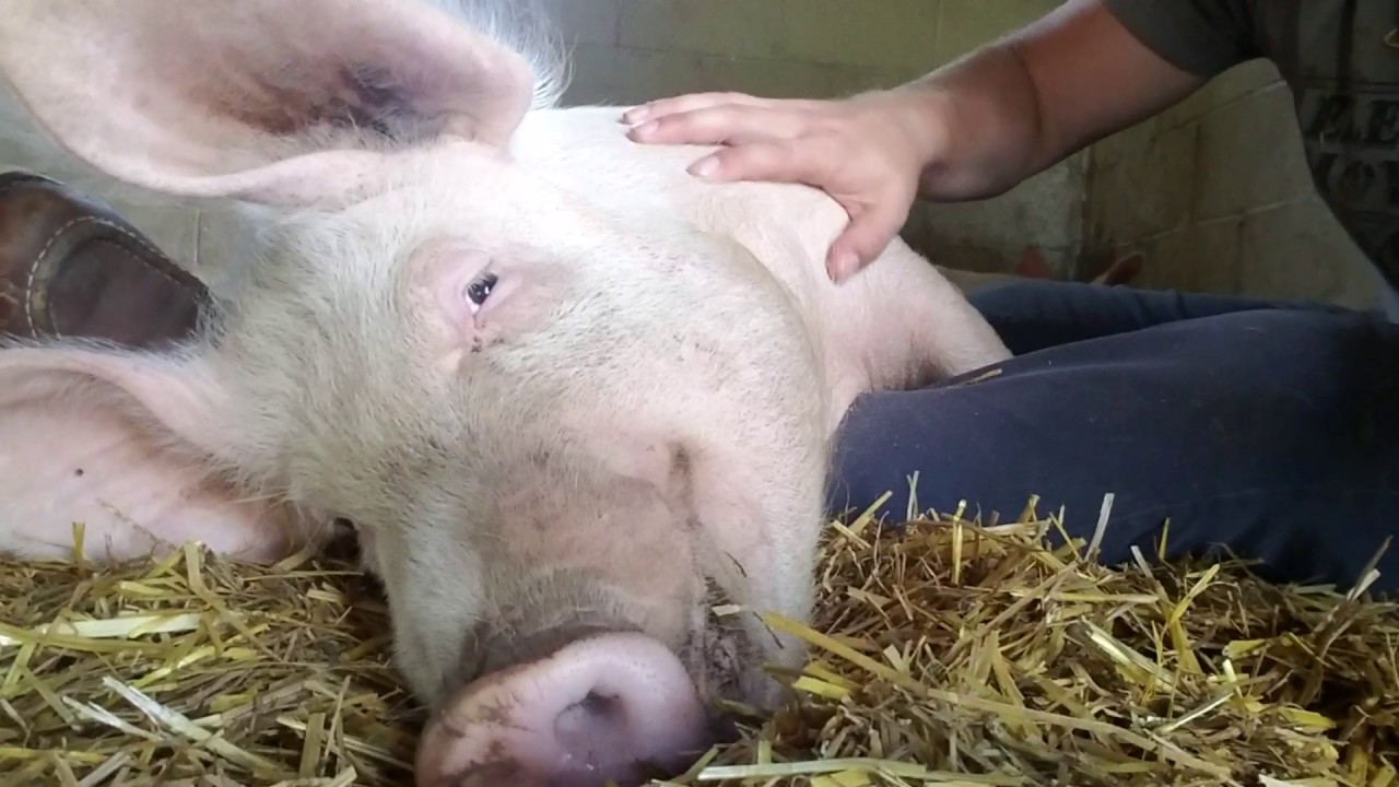 Penny the pig getting a hoof massage from Dan before her dinner time ...