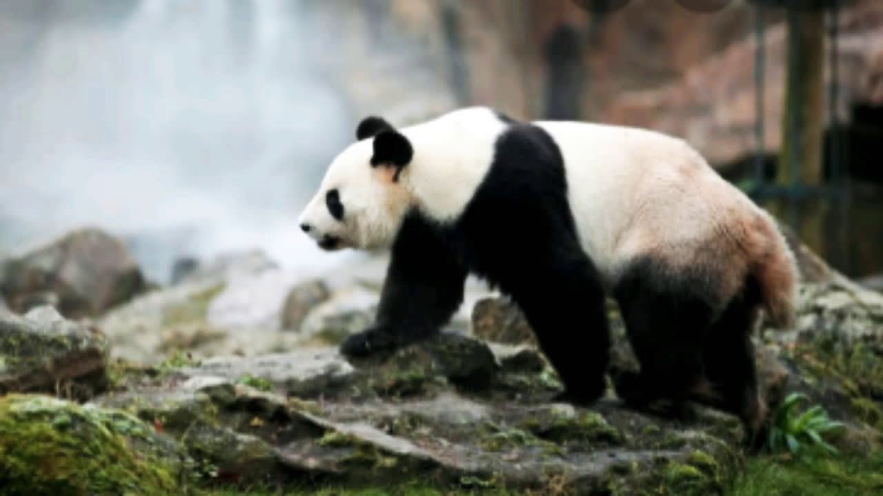 🐼 panda sound _ crie panda _ صوت الباندا - YouTube