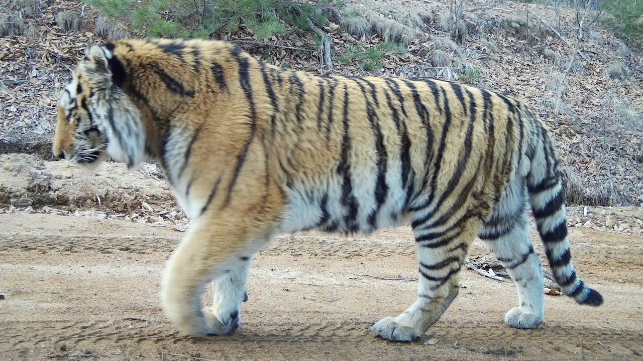 Siberian tiger from Russia's Lazovsky Nature Reserve， Primorsky Krai of ...