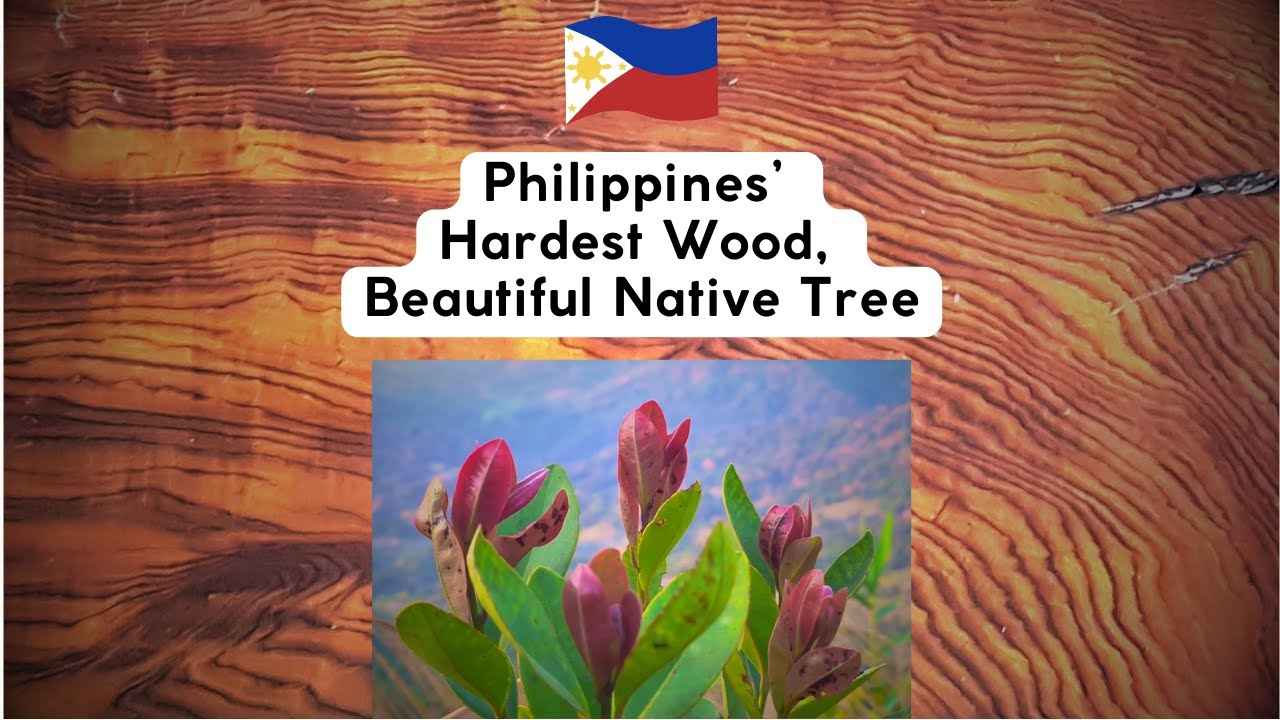 Mangkono Philippine's Hardest Native Wood - YouTube