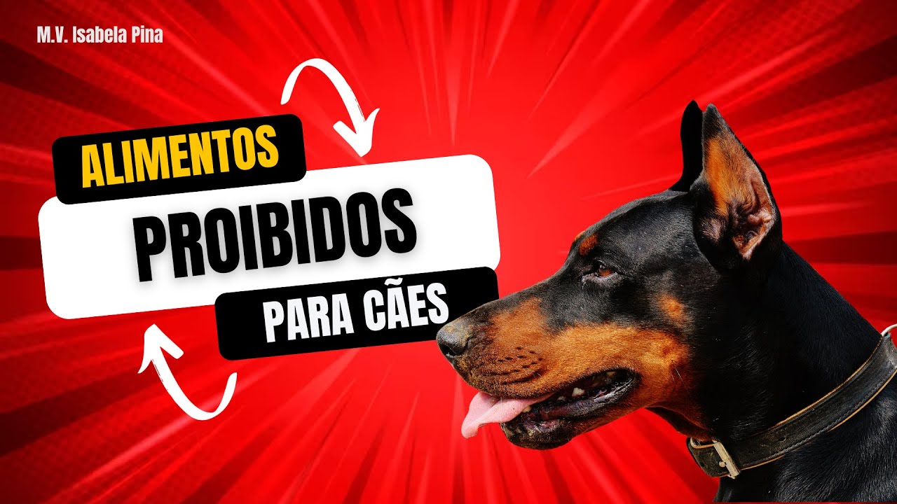 Alimentos Proibidos Para Cães e Seus Riscos na Saúde dos Peludos! - YouTube