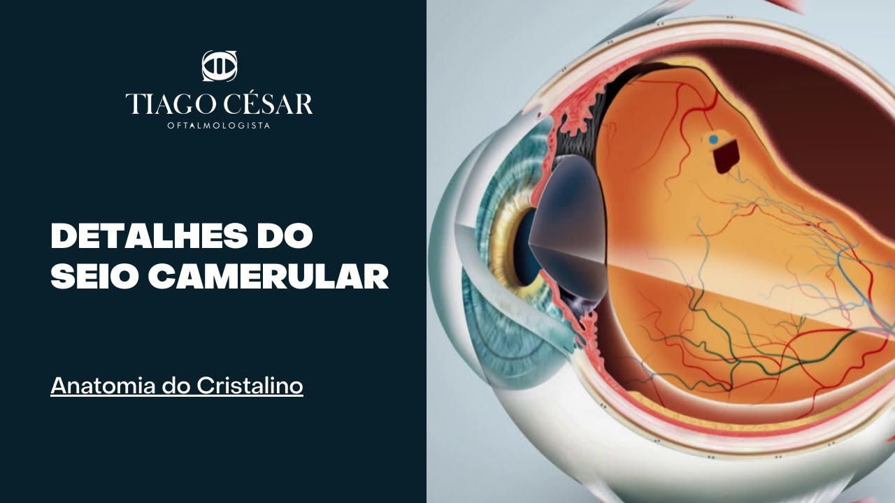 Detalhes do Seio Camerular ou Ângulo do Olho Humano | Anatomia do ...