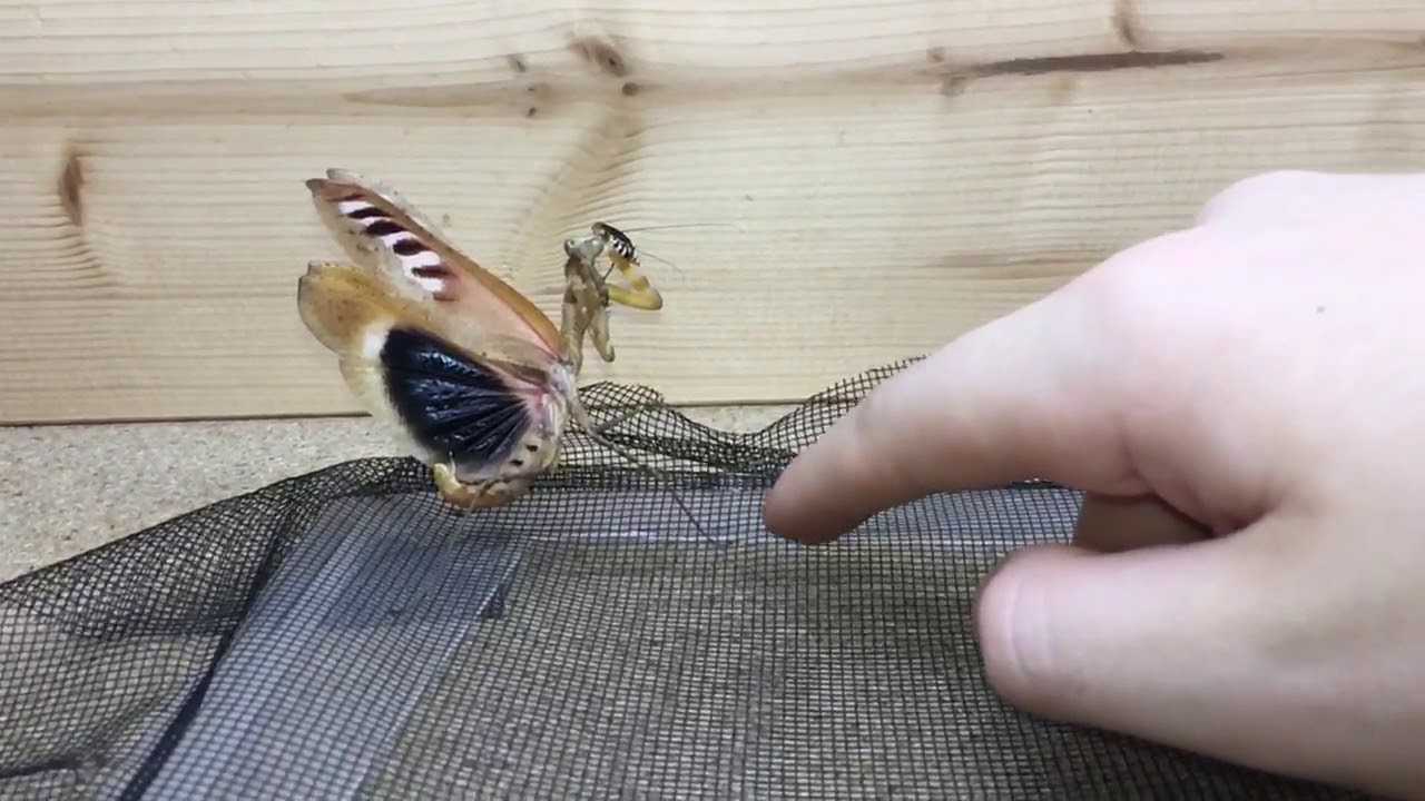 Angry Leaf Mantis + Slow motion - YouTube
