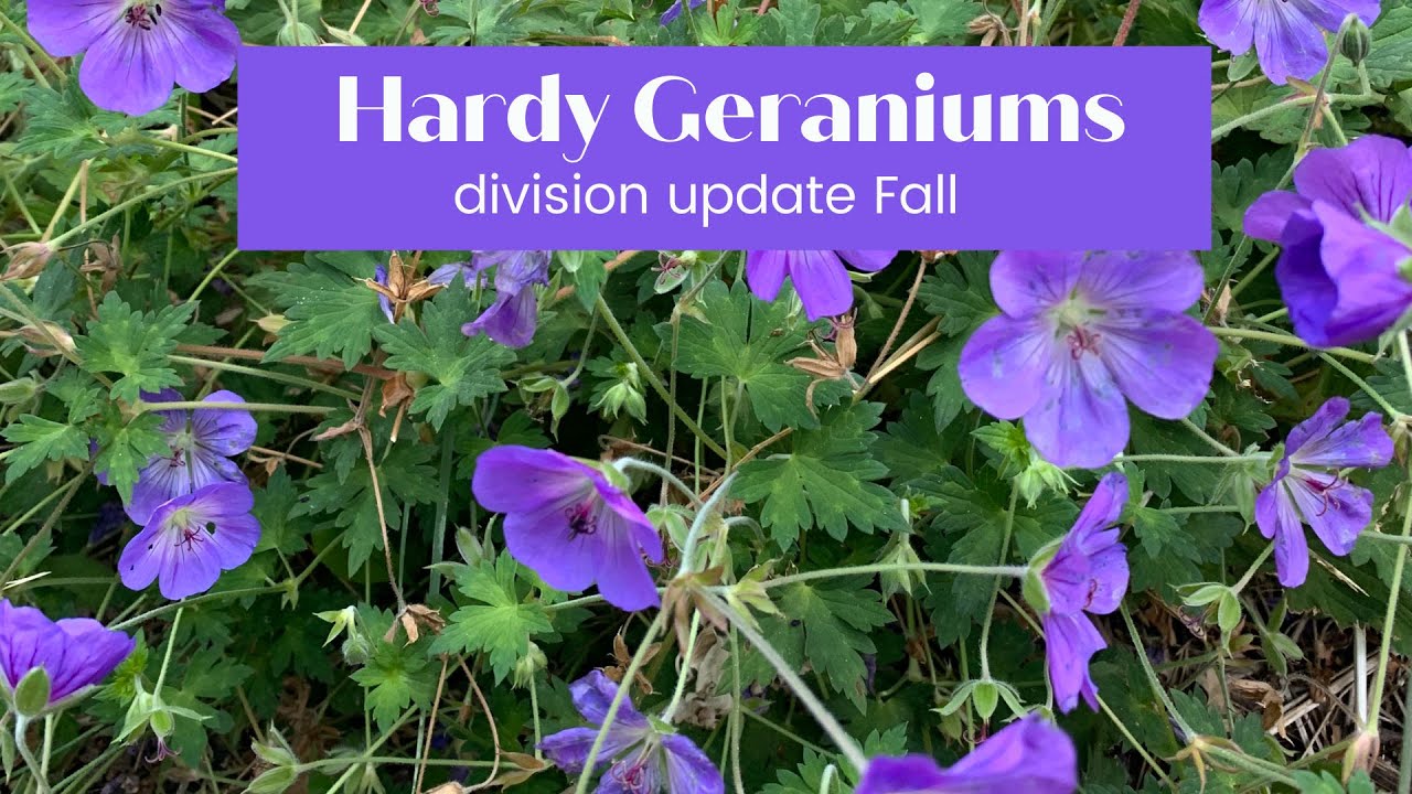 Rozanne Geranium Division update - YouTube