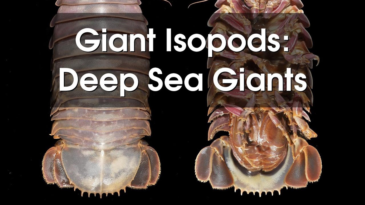 Unbelievable Creatures of the Deep: Exploring the Giant Isopod - YouTube