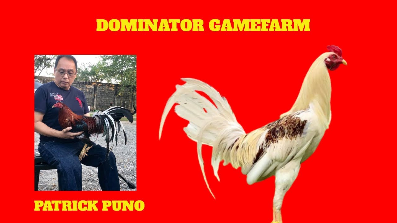 Dominator Gamefarm of Patrick Puno - YouTube
