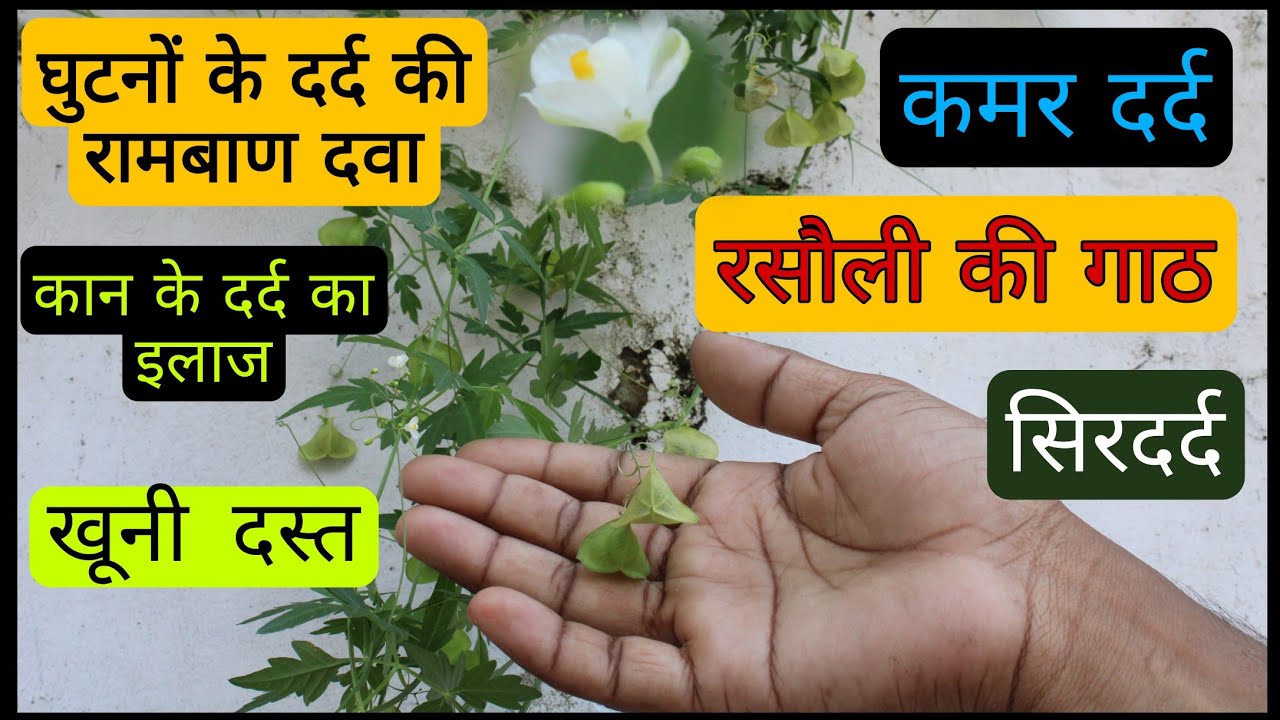 कनफुटी (कपालफोडी) की पहचान और फायदे___ #Kanfuti, #Kanphuti, Kapalfodi ...