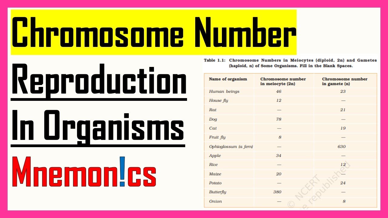 Chromosome Number (Table 1.1 NCERT) Mnemonics | Reproduction in ...
