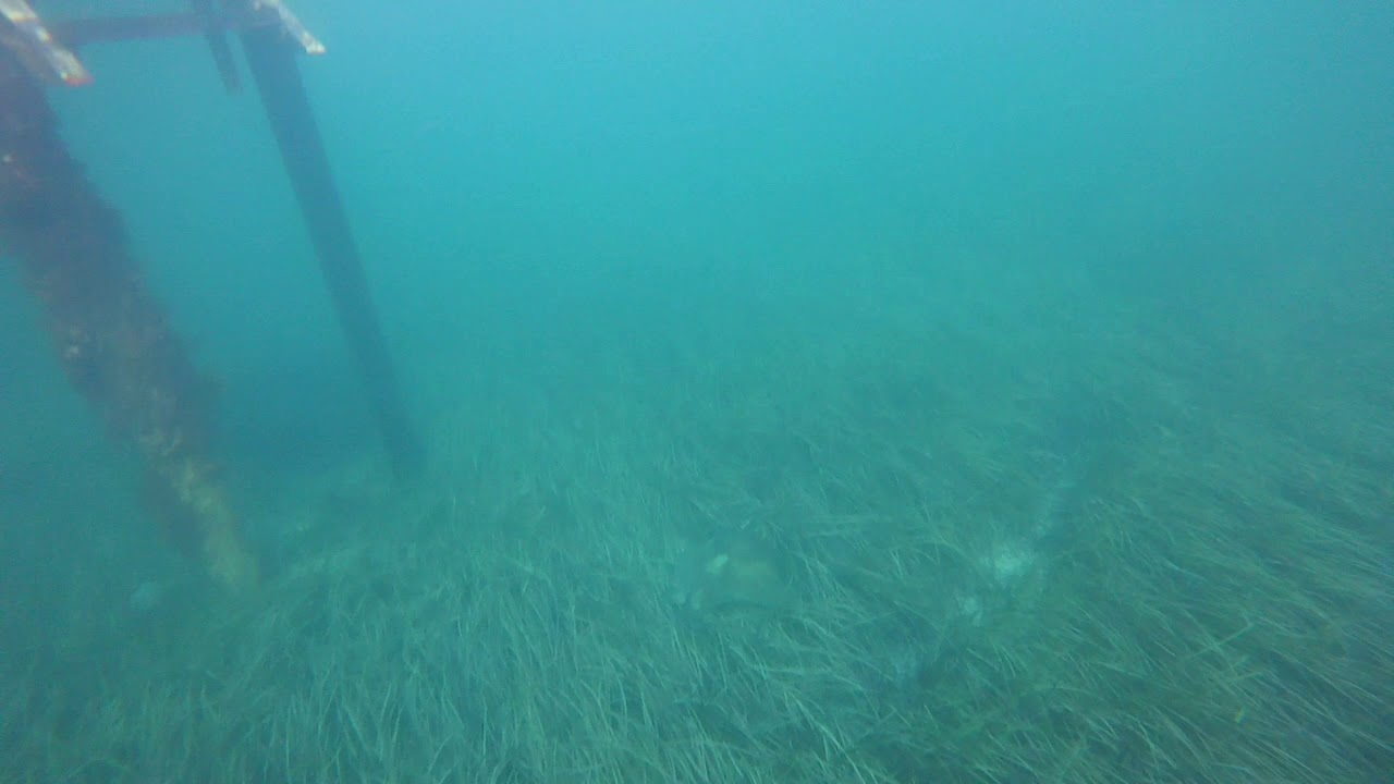 Eagle Ray Port Neill Jetty 2019 - YouTube