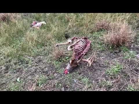 Big buck found dead. - YouTube