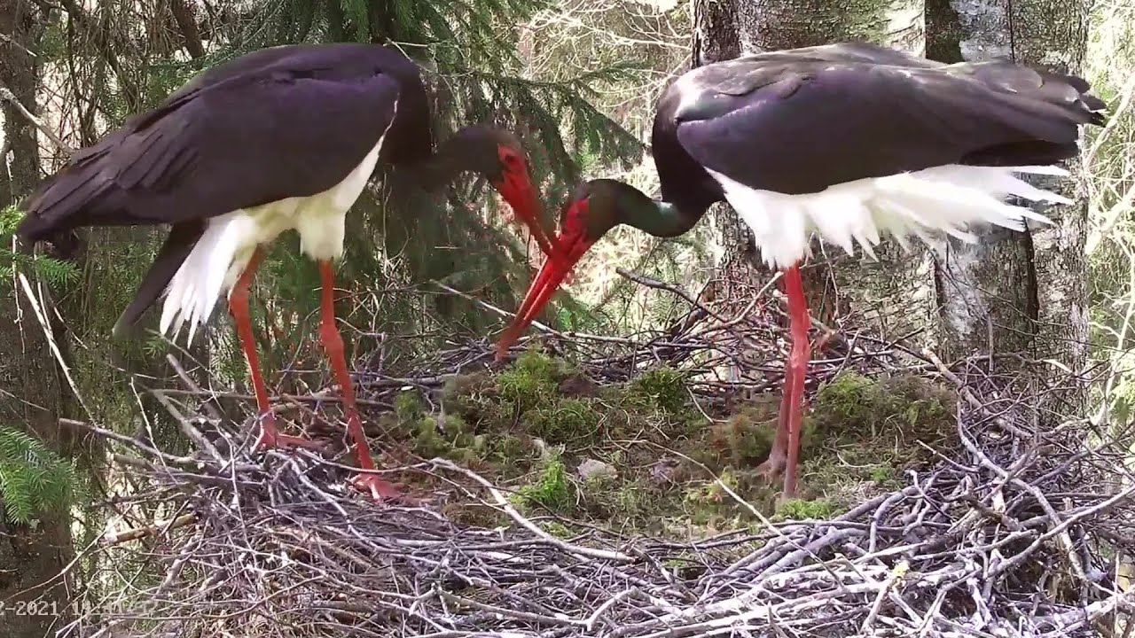 Must-toonekurg 2~Female has arrived!~2:34 PM 2021/05/02 - YouTube