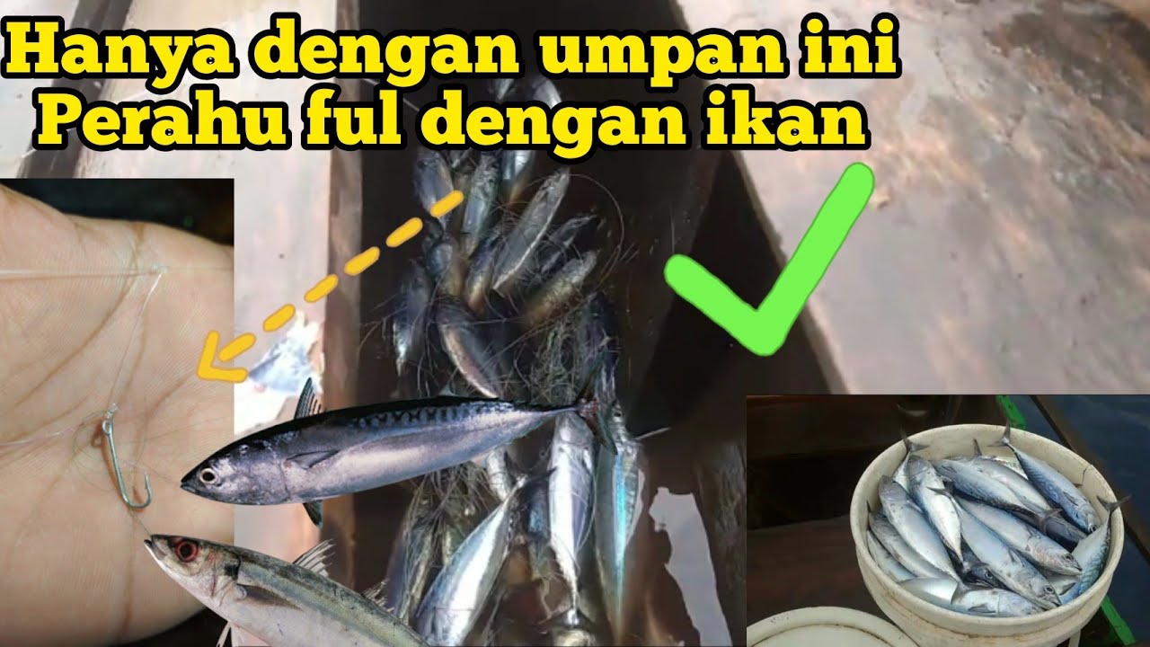 Teknik atau cara mancing ikan Tongkol dan malalugis dengan manik sutra ...