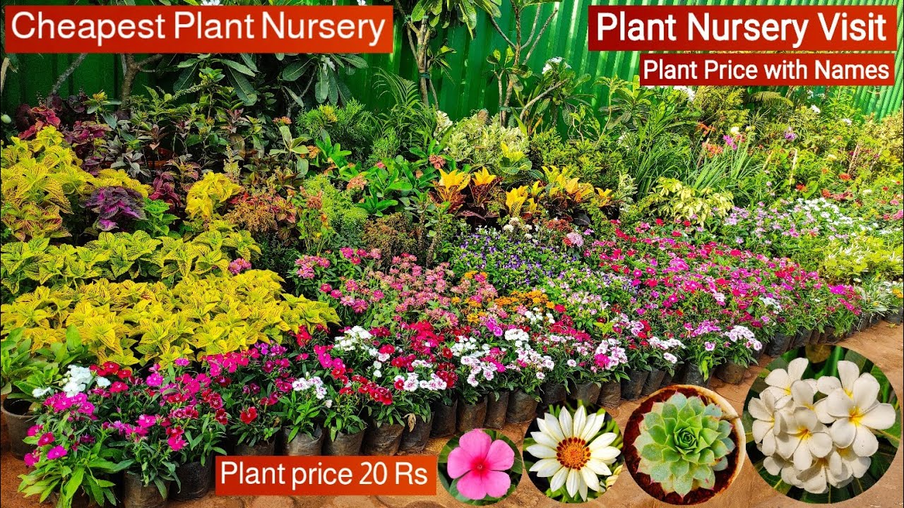Plant Nursery Visit Plant Price With Names Cheapest Plant Nursery plant-nursery-visit-plant-price-with-names-cheapest-plant-nursery