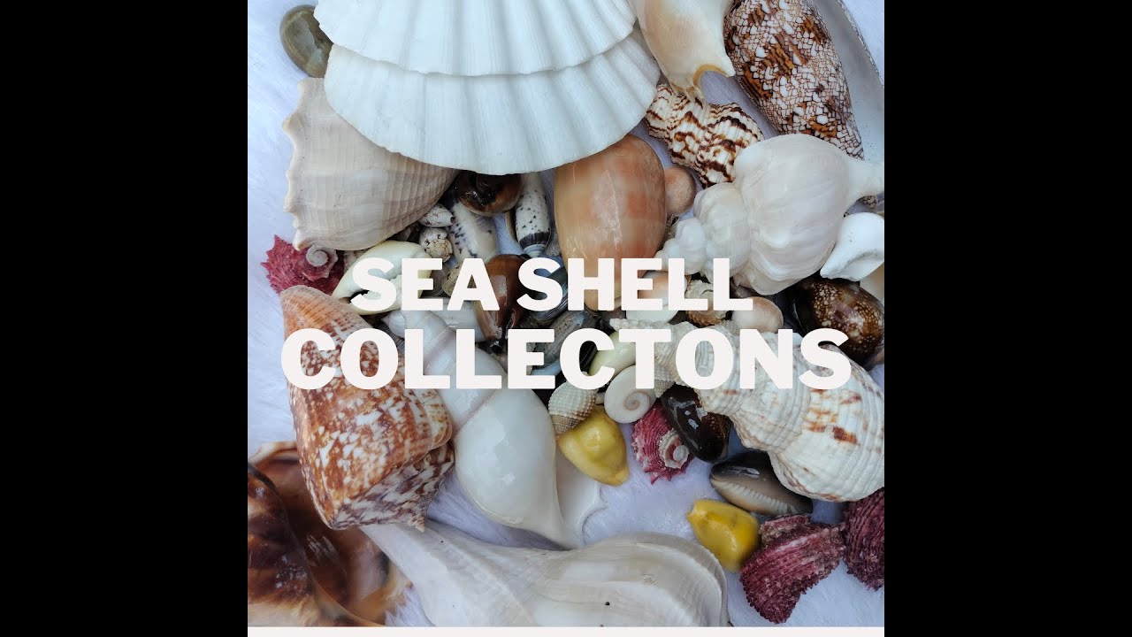 Unique sea shell collections Devotional $ Art work crafting - YouTube